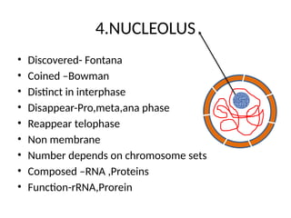 STRUCTURE AND FUNCTIONS OF NUCLEUS & NUCLEOLUS | PPT