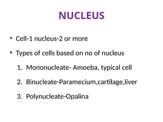 STRUCTURE AND FUNCTIONS OF NUCLEUS & NUCLEOLUS | PPT