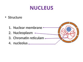 STRUCTURE AND FUNCTIONS OF NUCLEUS & NUCLEOLUS | PPT