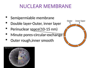 STRUCTURE AND FUNCTIONS OF NUCLEUS & NUCLEOLUS | PPT