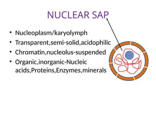 STRUCTURE AND FUNCTIONS OF NUCLEUS & NUCLEOLUS | PPT