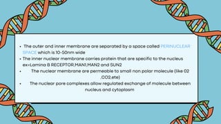 Nucleus.The Nucleus: Command Center of the Cel | PPT