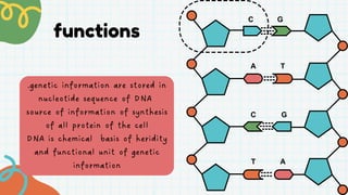 Nucleus.The Nucleus: Command Center of the Cel | PPT