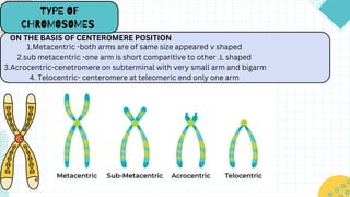 Nucleus.The Nucleus: Command Center of the Cel | PPT