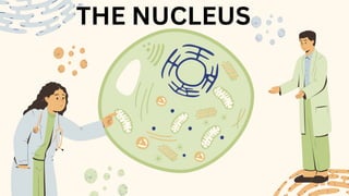 Nucleus.The Nucleus: Command Center of the Cel | PPT