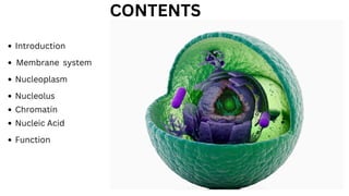 Nucleus.The Nucleus: Command Center of the Cel | PPT