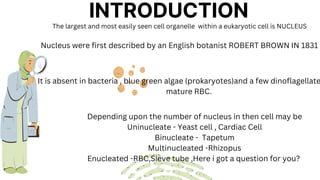 Nucleus.The Nucleus: Command Center of the Cel | PPT