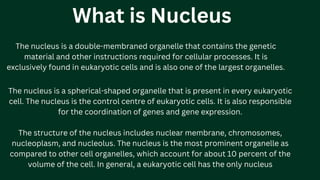 Nucleus.The Nucleus: Command Center of the Cel | PPT