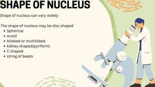 Nucleus.The Nucleus: Command Center of the Cel | PPT