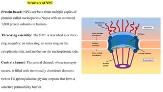 Cell Organelle : Nucleus - Structure and Parts | PPTX