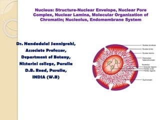Nucleus- Different Parts, structure and Function | PDF