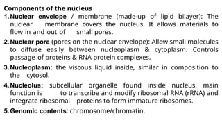 Nucleus-Genome-Organization-in plants.pptx