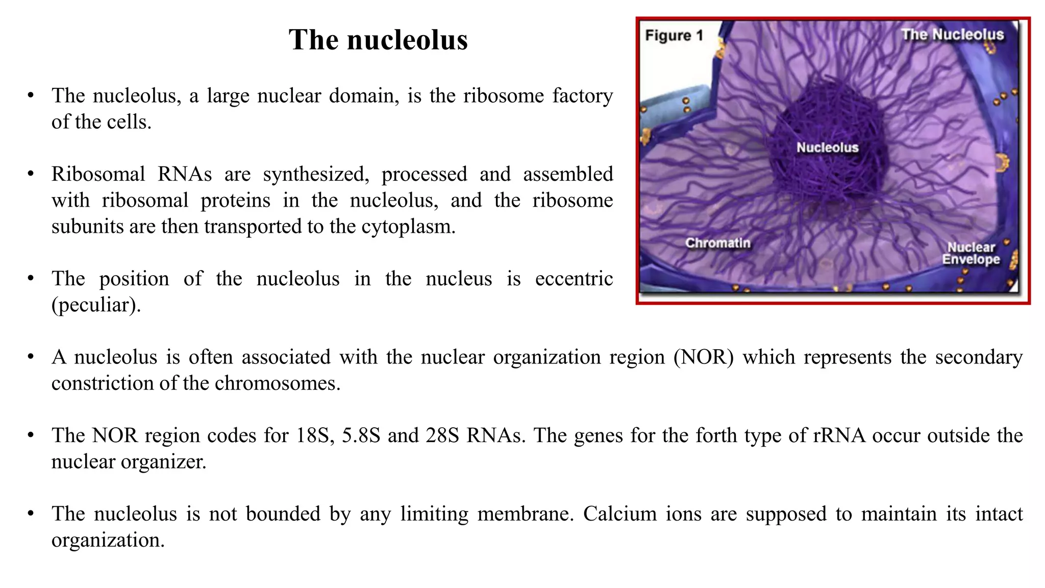 Nucleus Structure And Function Pptx Biological Sciences Science