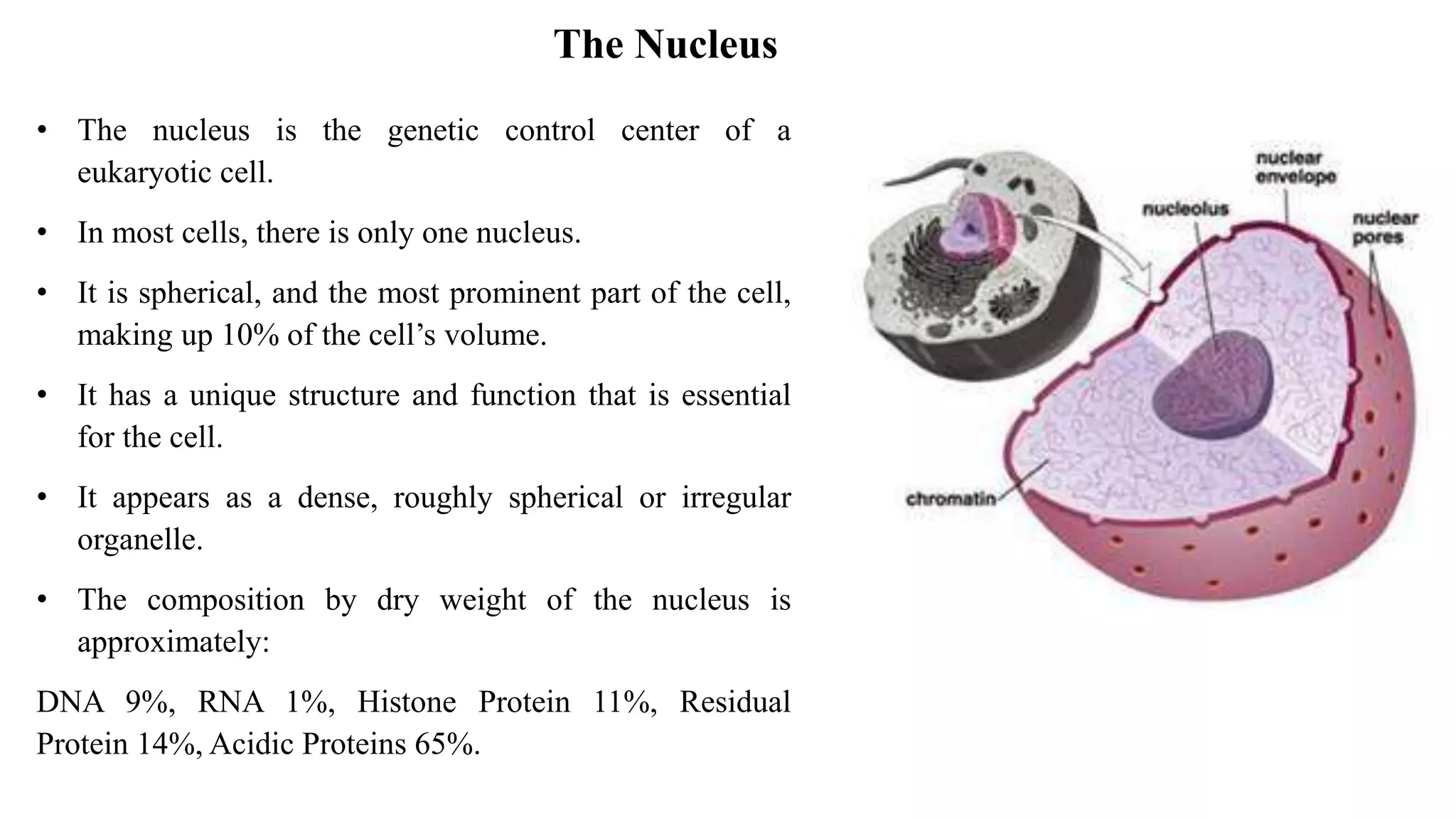 Nucleus structure and function | PPTX