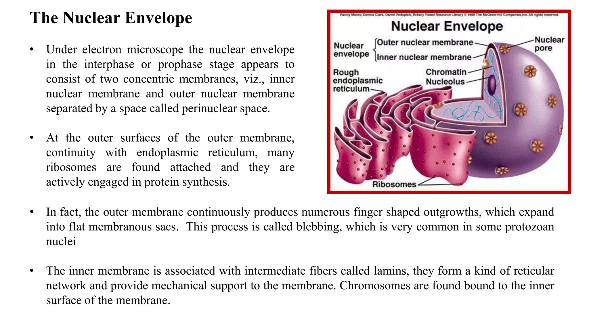Nucleus structure and function | PPTX