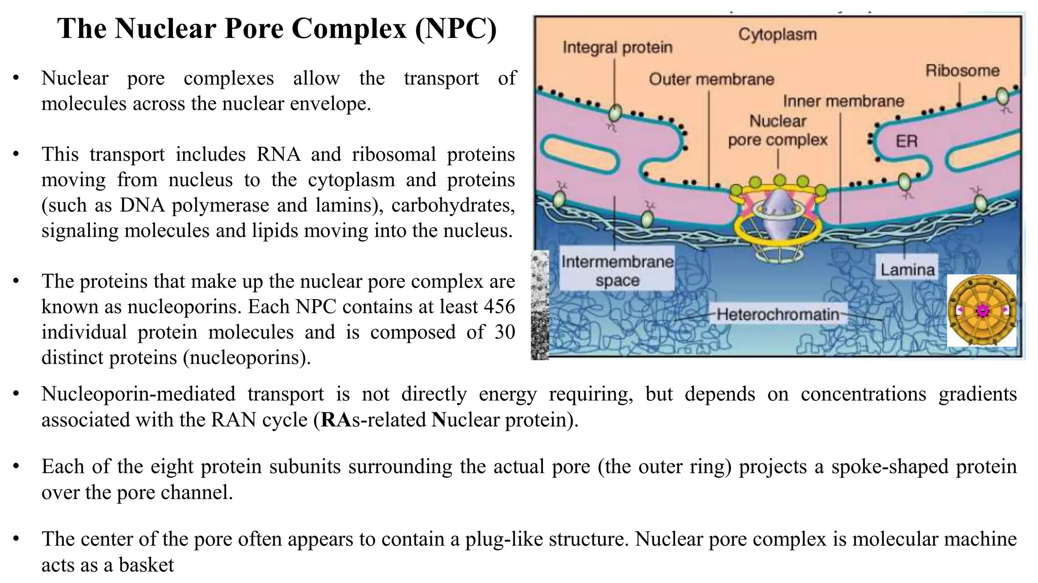 Nucleus structure and function | PPTX