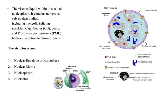 Nucleus structure and function | PPTX | Biological Sciences | Science