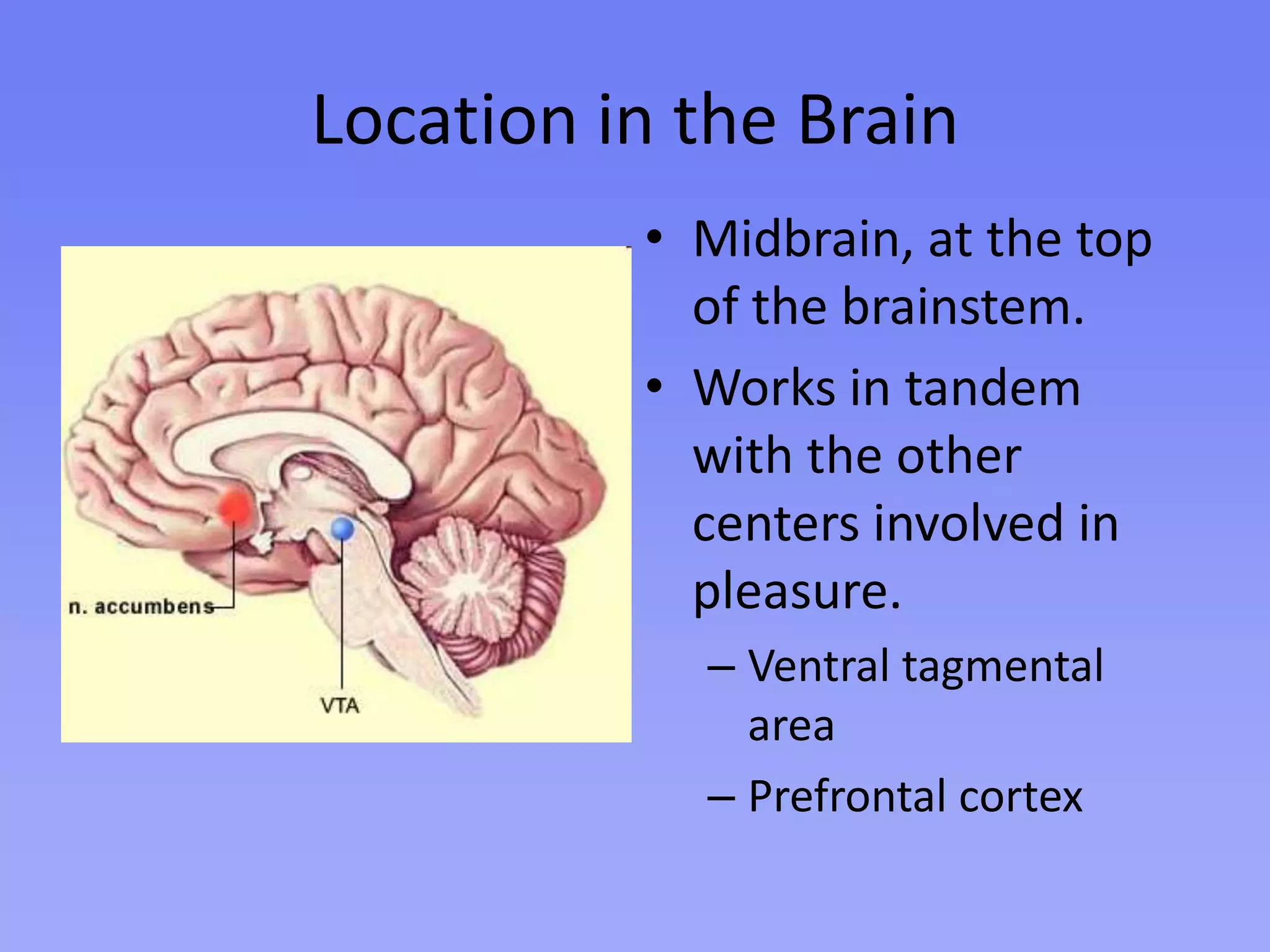 Nucleus Accumbens | PPTX