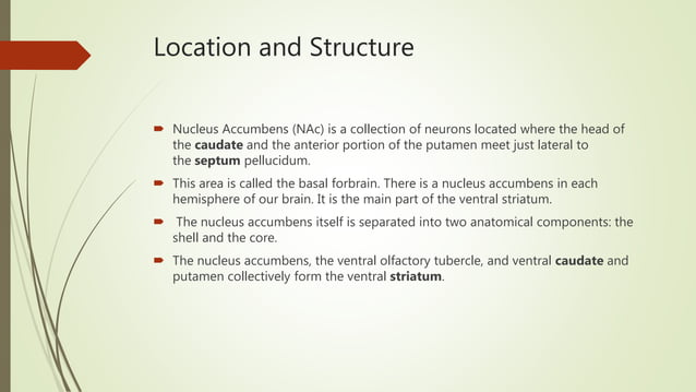 Nucleus accumbens | PPT