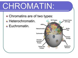 Nucleus and Chromatin.ppt
