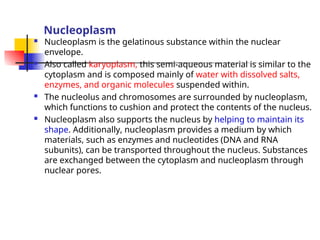 Nucleus and chromosome.ppt nuclean is the brain | PPT