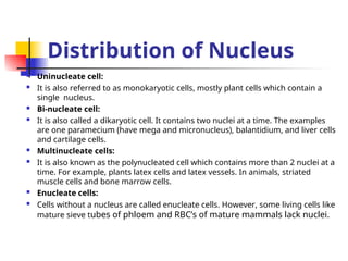 Nucleus and chromosome.ppt nuclean is the brain | PPT