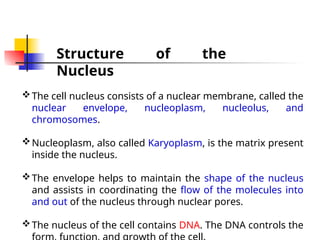 Nucleus and chromosome.ppt nuclean is the brain | PPT