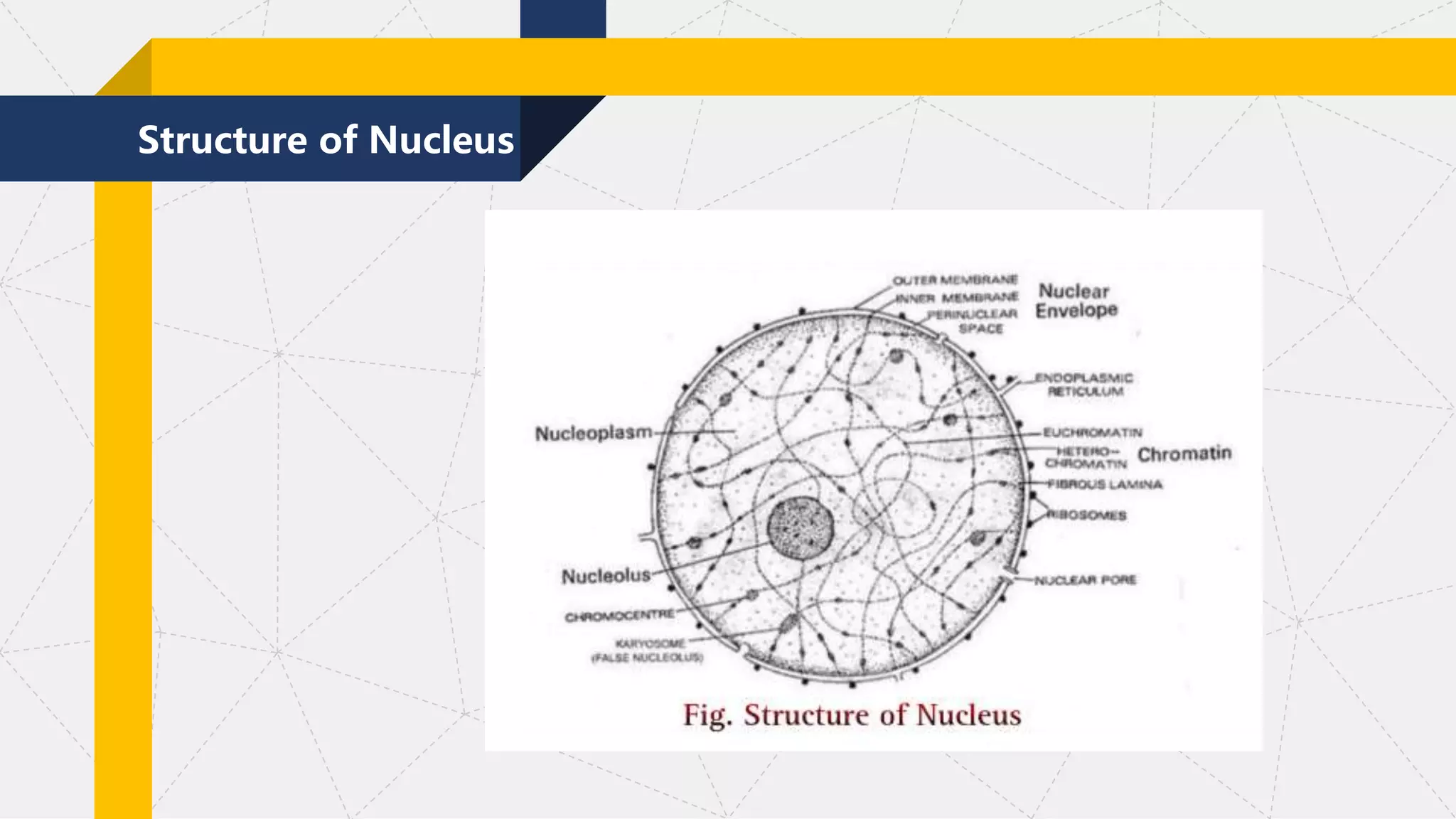 NUCLEUS AND ITS STRUCTURE.pptx