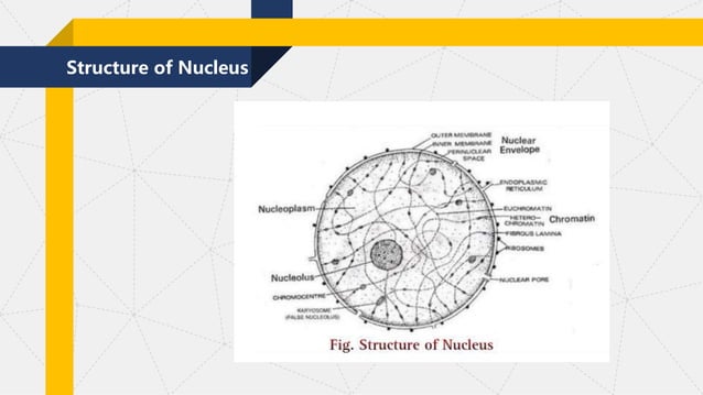 NUCLEUS AND ITS STRUCTURE.pptx