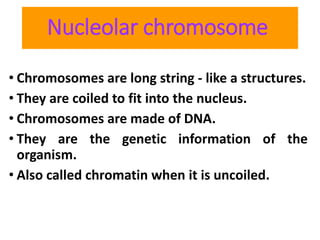 Nucleus and nucleolar | PPTX