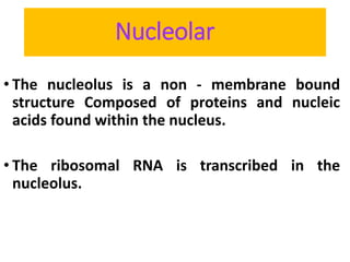 Nucleus and nucleolar | PPT