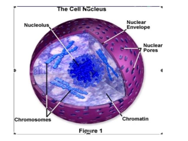 Nucleus and nucleolar