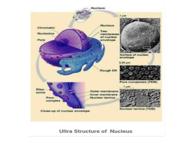 Nucleus and nucleolar