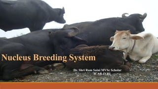 Nucleus breeding system in livestocks in india | PPTX