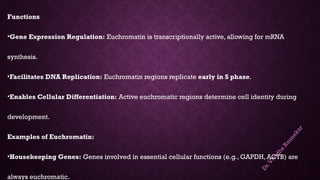 Nucleus, chromosomes, DNA- Extended explanation | PPTX