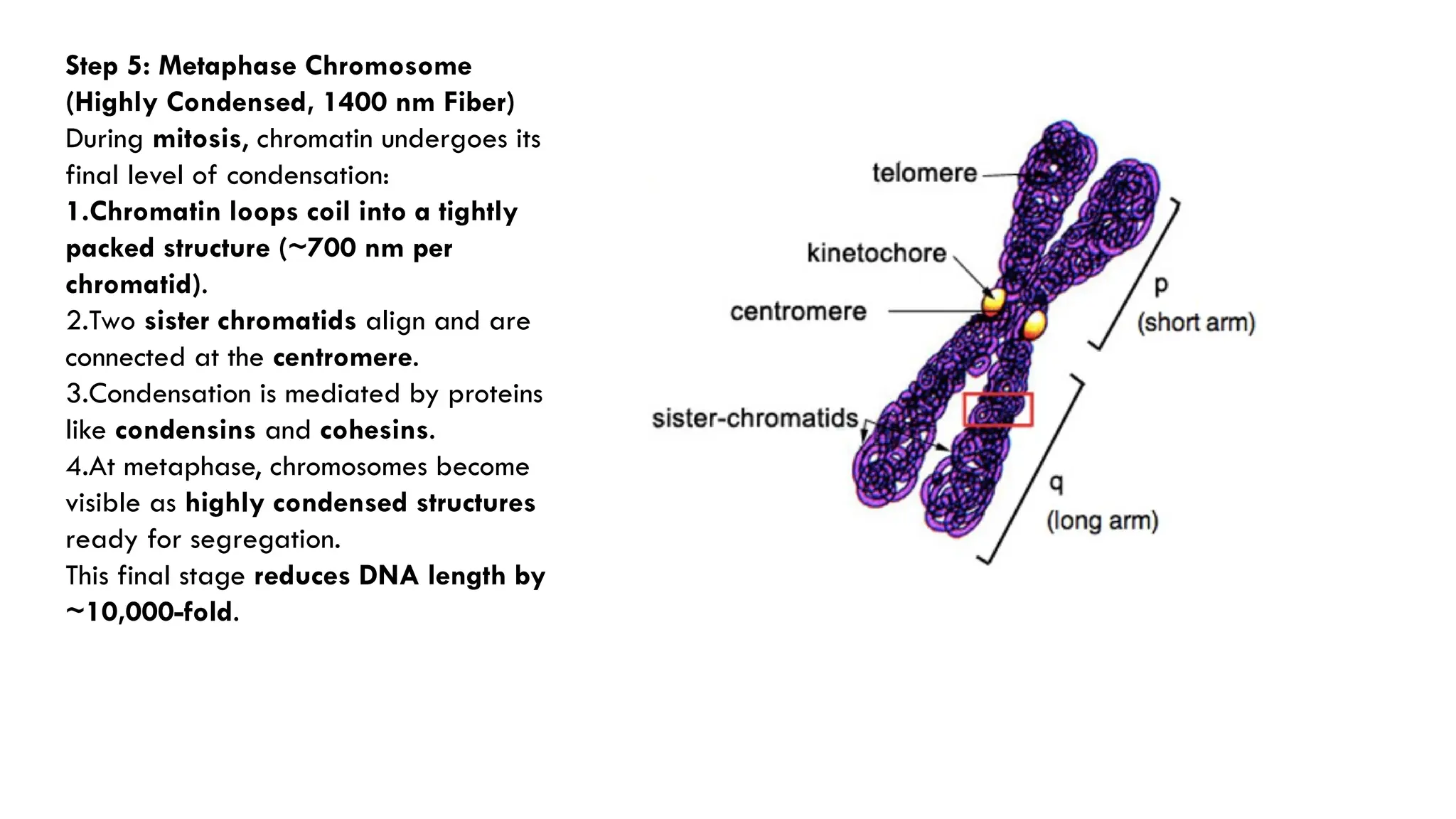 Nucleus, chromosomes, DNA structure and function | PPTX