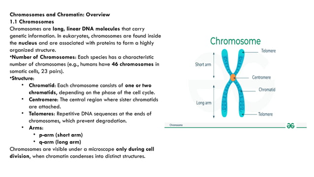 Nucleus, chromosomes, DNA structure and function | PPTX