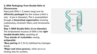 Nucleus, chromosomes, DNA structure and function | PPTX