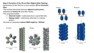 Nucleus, chromosomes, DNA structure and function | PPT