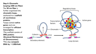 Nucleus, chromosomes, DNA structure and function | PPT