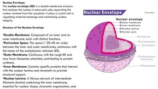 Nucleus, chromosomes, DNA structure and function | PPTX