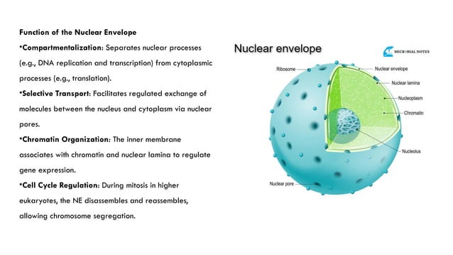 Nucleus, chromosomes, DNA structure and function | PPTX