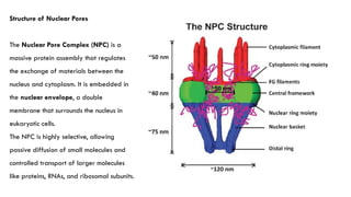 Nucleus, chromosomes, DNA structure and function | PPT