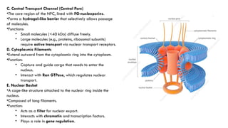Nucleus, chromosomes, DNA structure and function | PPT