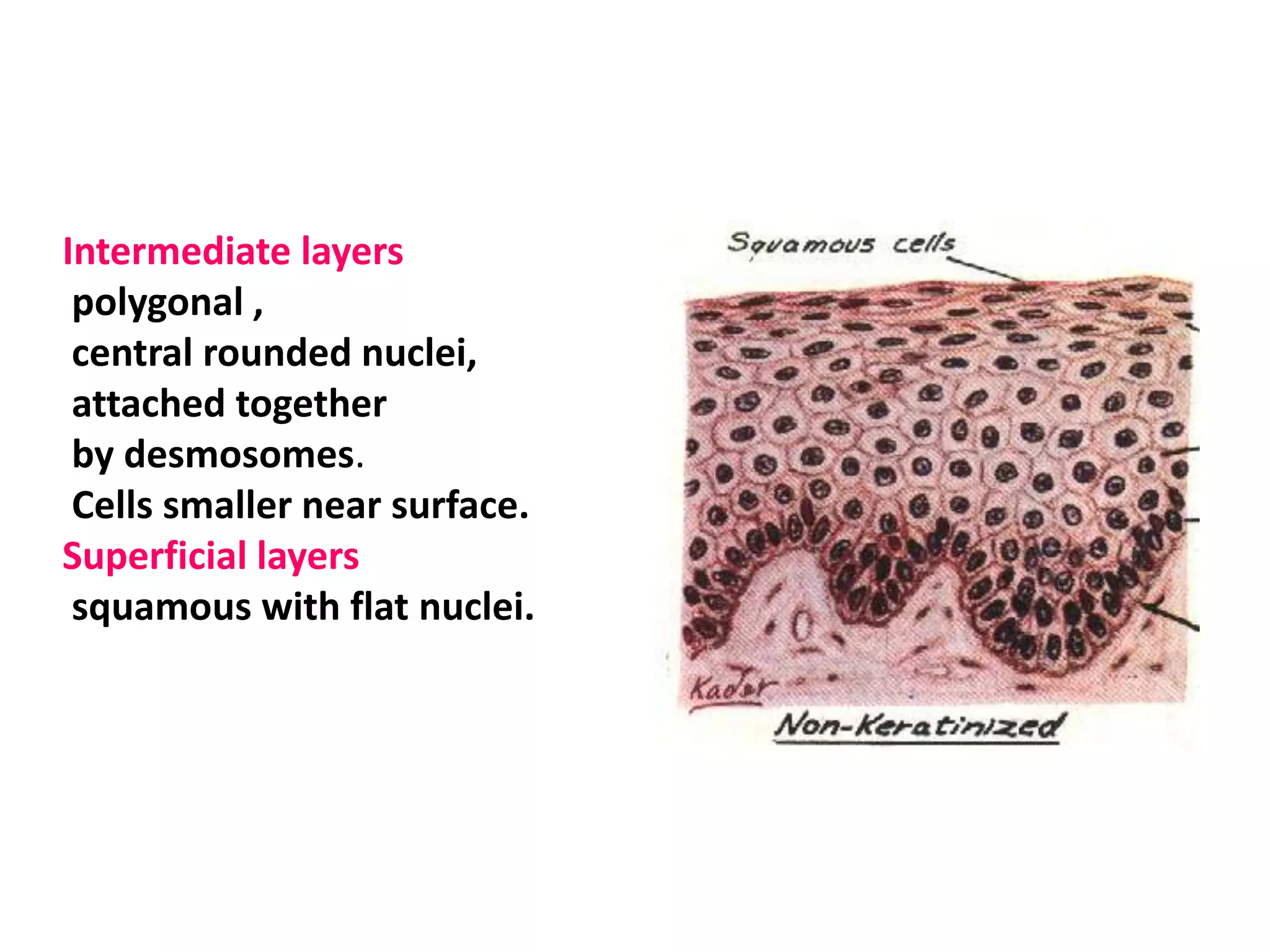 Nucleus & Epithelium - Histology | PPTX