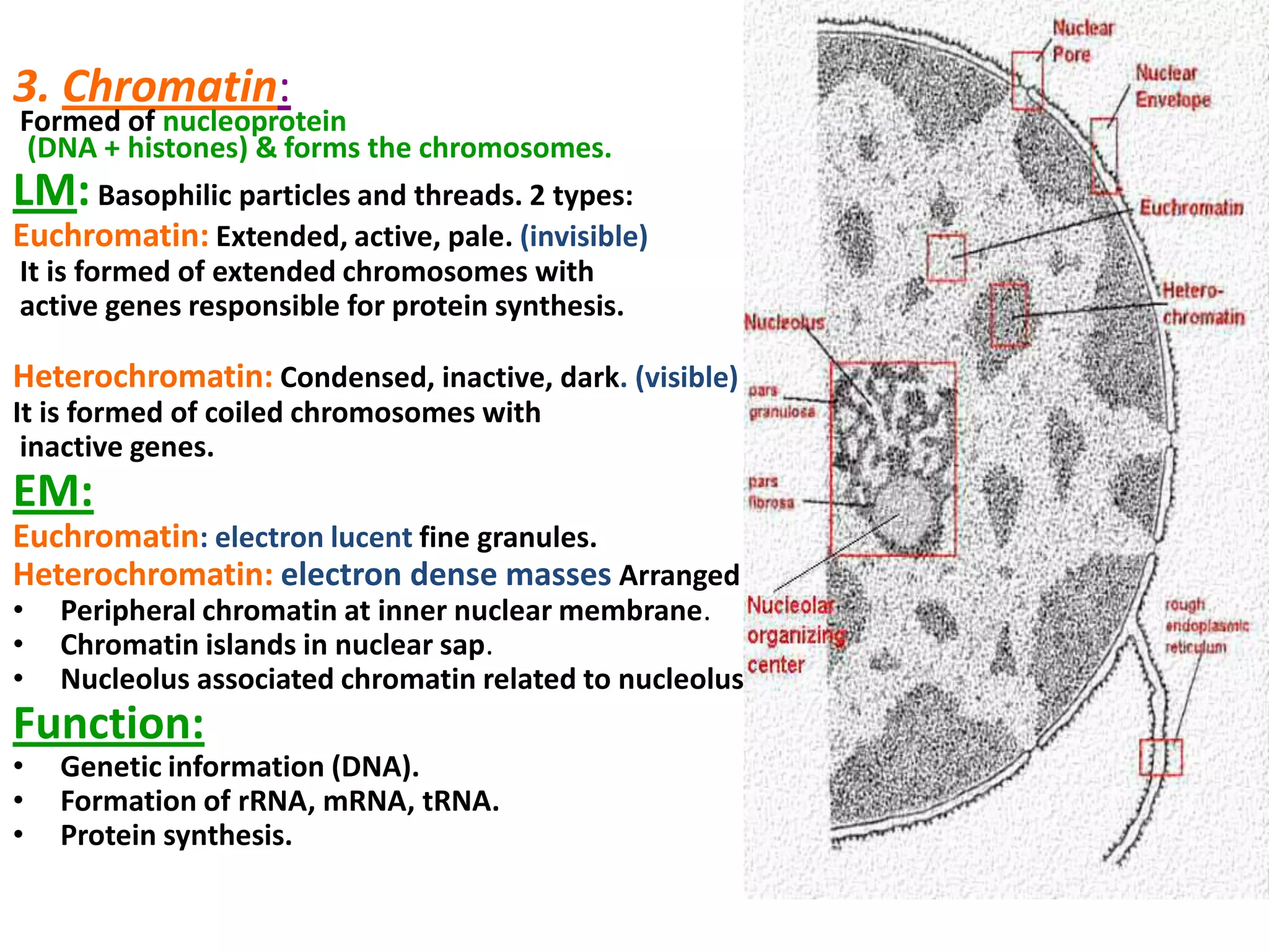 Nucleus & Epithelium - Histology | PPTX