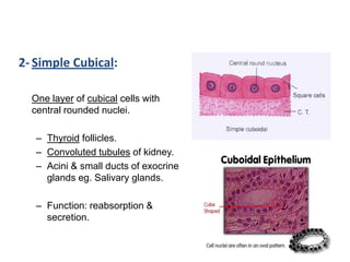Nucleus & Epithelium - Histology | PPTX