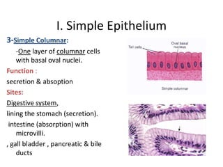 Nucleus & Epithelium - Histology | PPTX