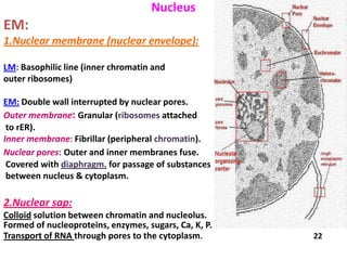 Nucleus & Epithelium - Histology | PPTX
