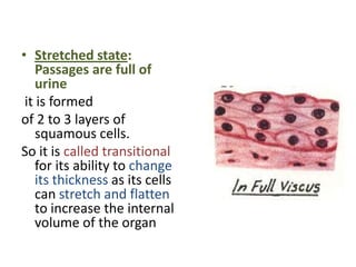 Nucleus & Epithelium - Histology | PPTX